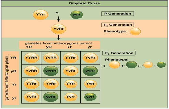 Mitosis - meiosis: significance & variation w/ diagrams.